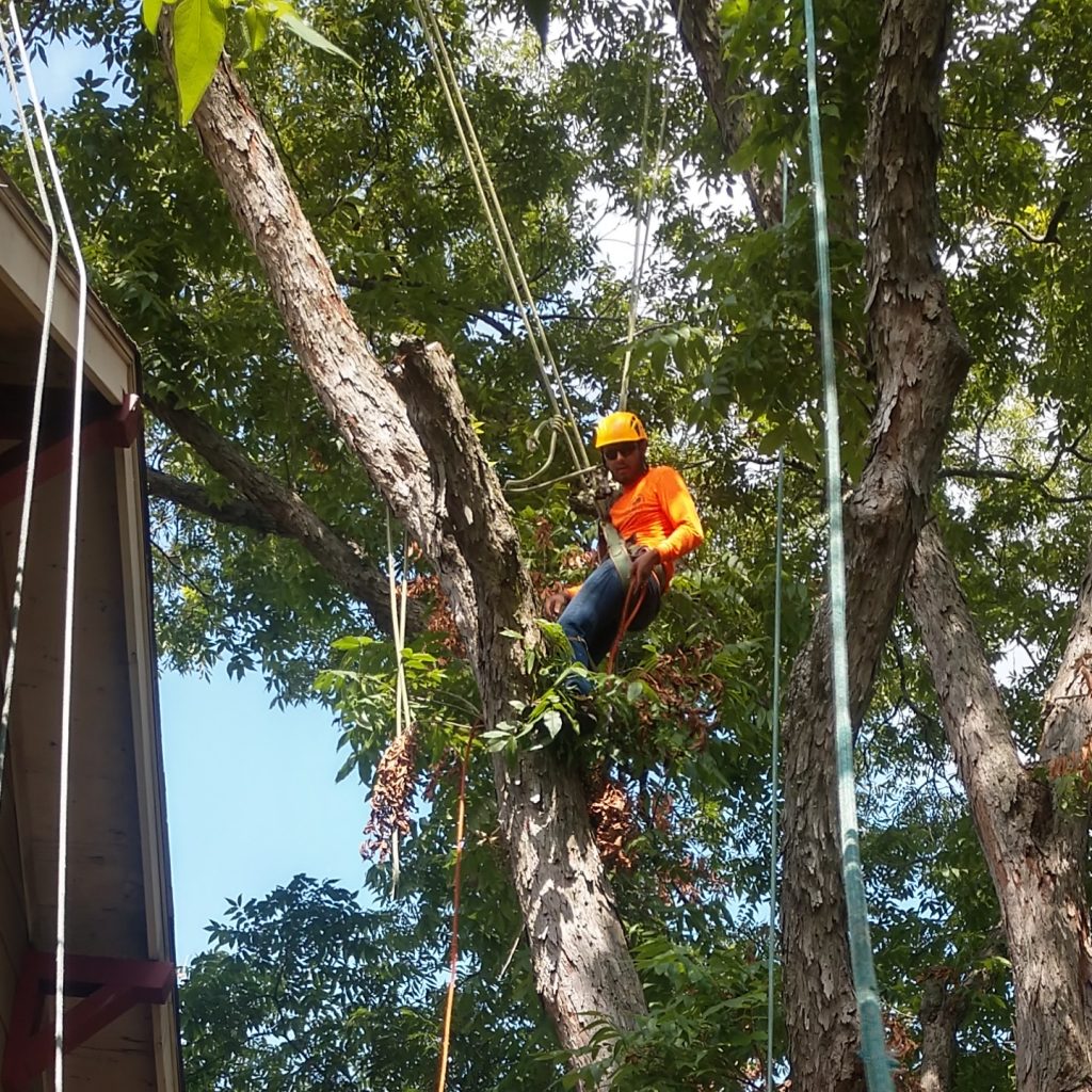 Green Industry Tree Service | Removal | Trimming | Cypress Tx